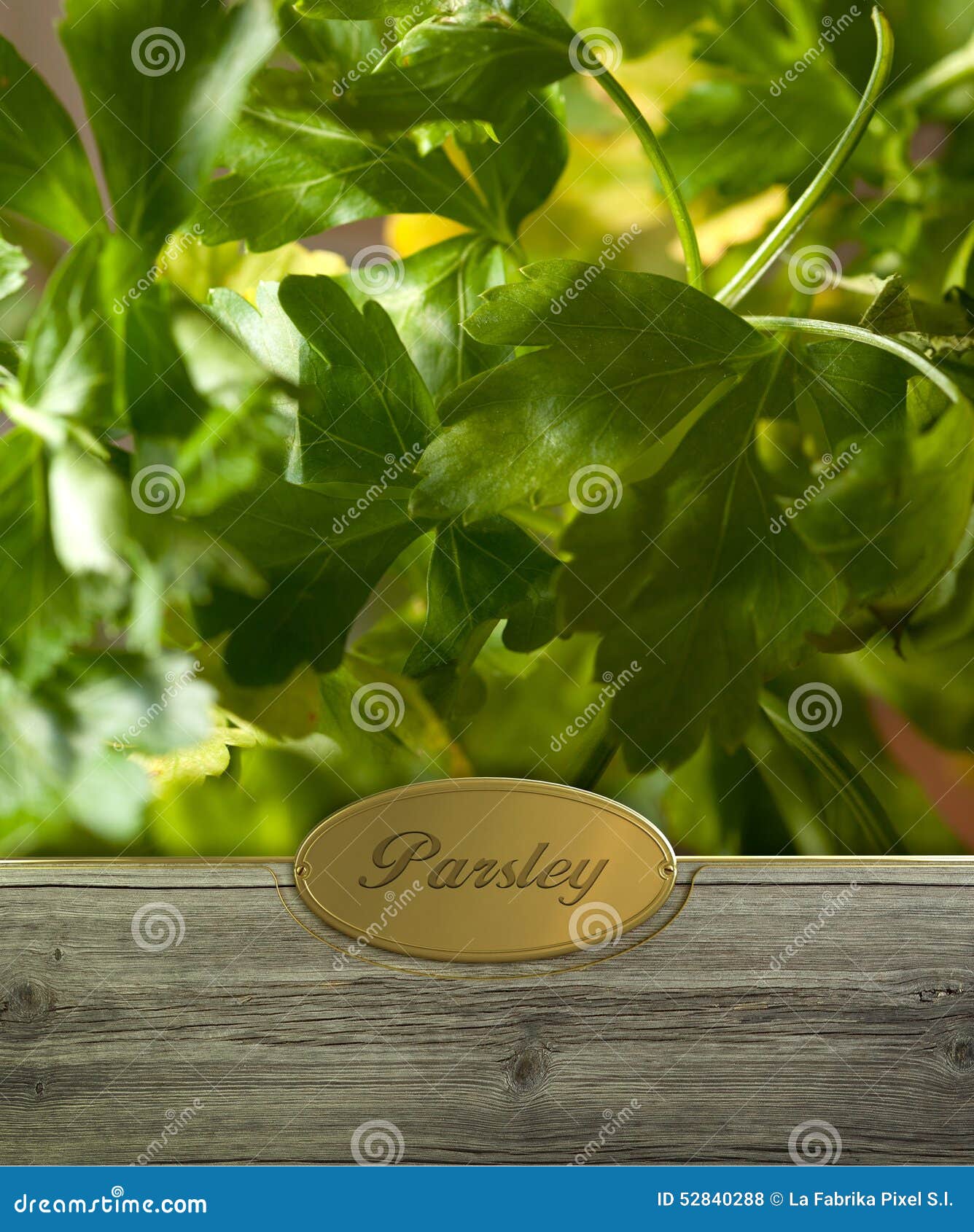 Parsley labeled stock photo. Image of engraved, aromatic - 52840288