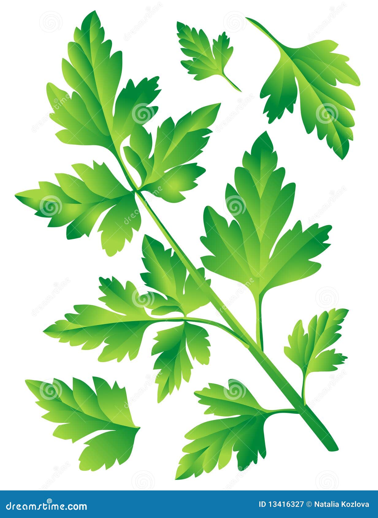 Parsley leaf stock vector. Illustration of floral, kitchen - 13416327