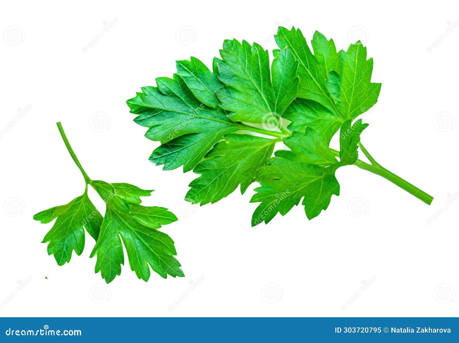 Parsley Leaf Isolated on White Background. Fresh Parsley Herb ...
