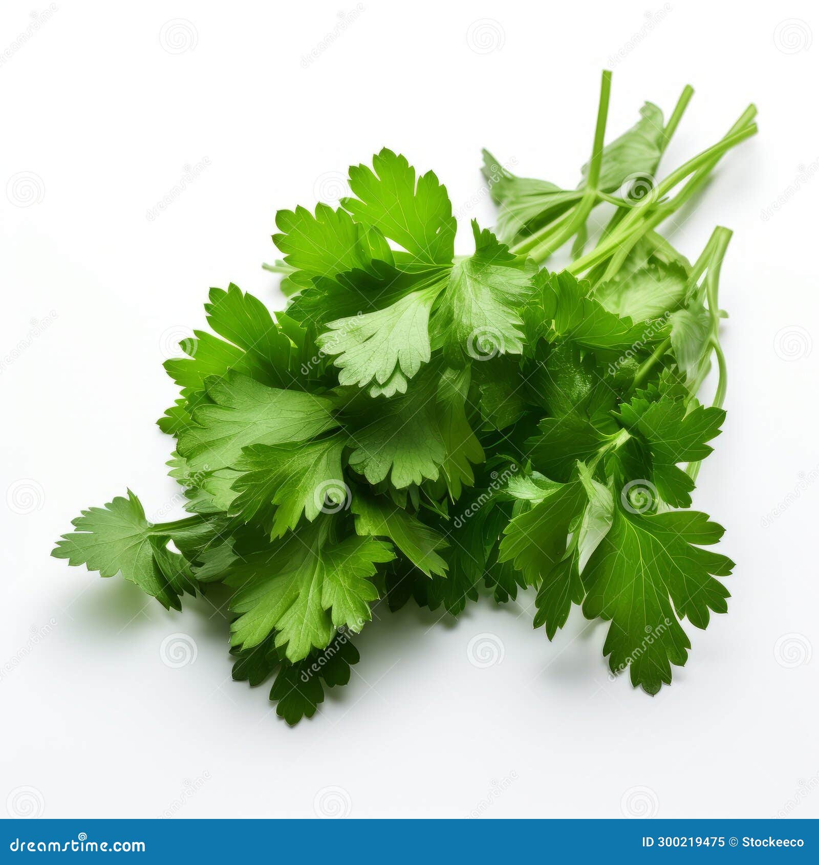 Beautiful Absinthe-inspired Parsley on White Background Stock ...