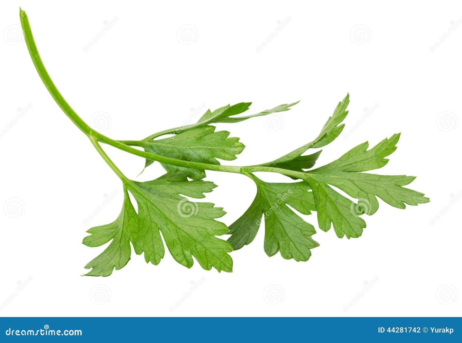 Parsley Leaves Isolated on White Background Stock Photo - Image of ...