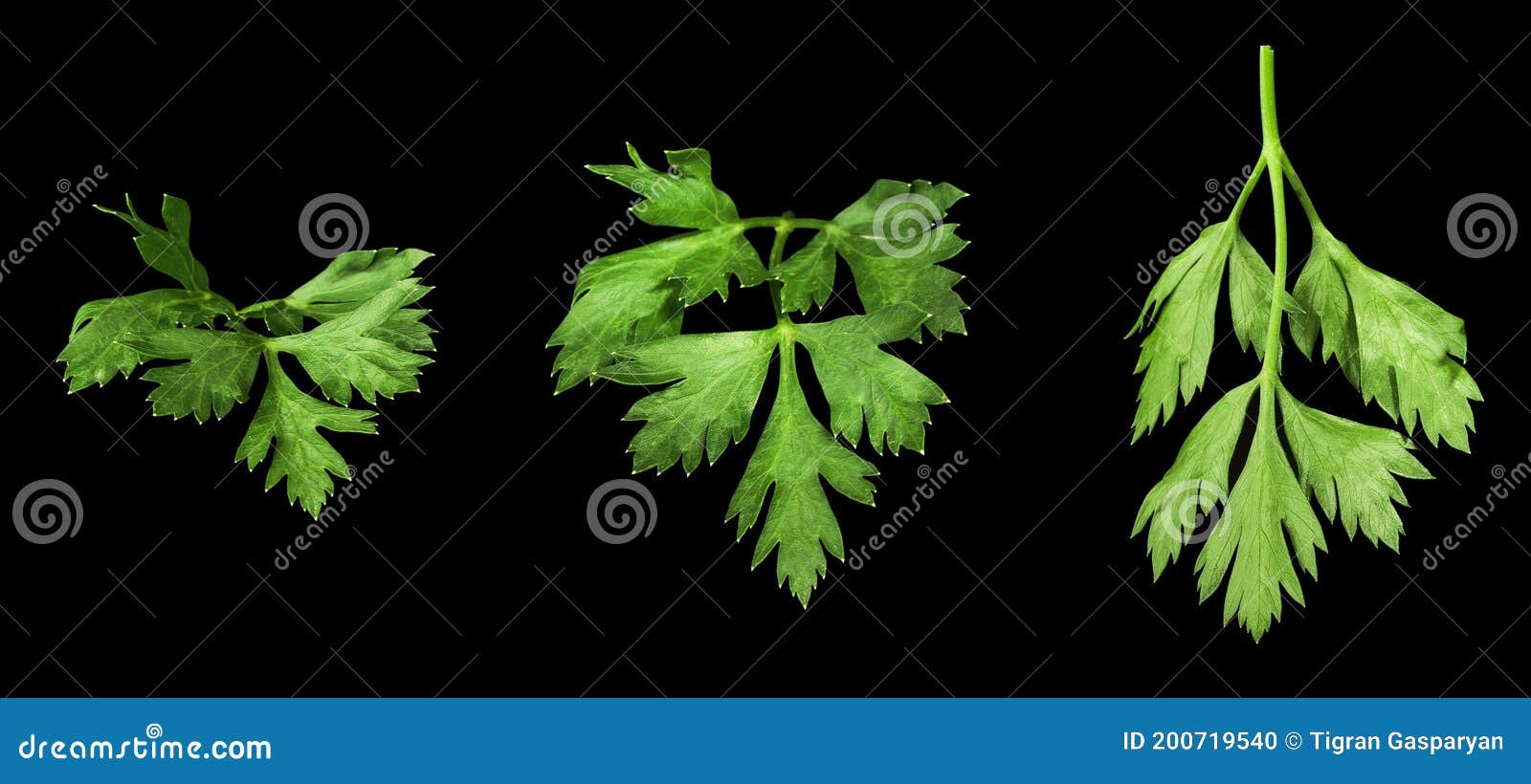 Parsley Leaves Set of Different Shapes Isolated Stock Photo - Image of ...