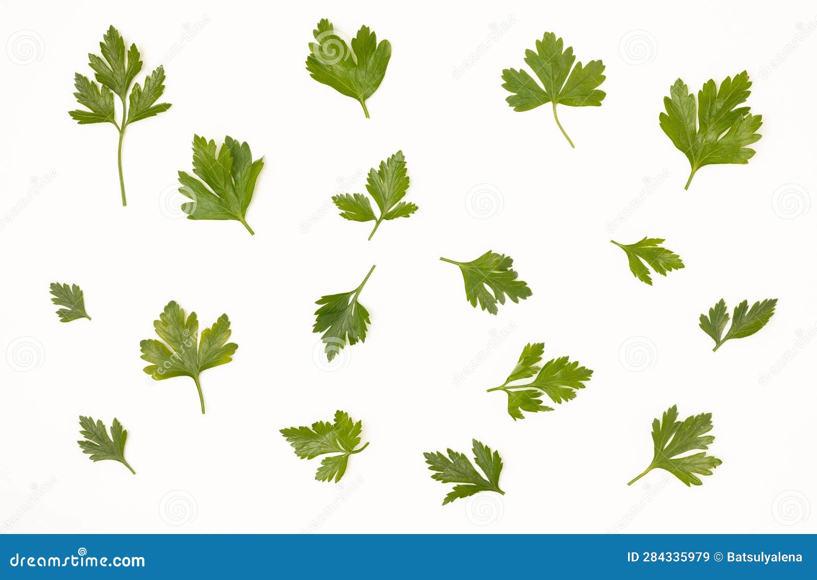 Parsley Leaves on White Background Stock Image - Image of leaf, stem ...