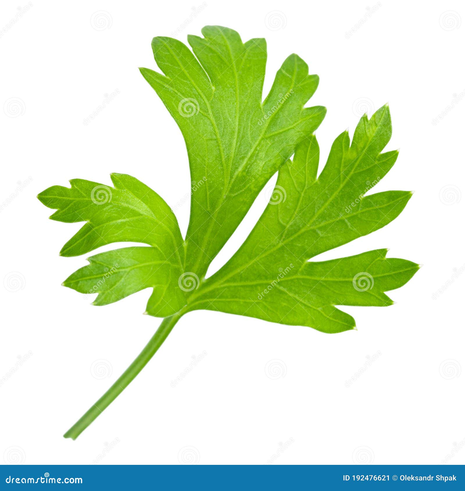 Parsley. One Parsley Leaf Isolated on White Background Stock Image ...