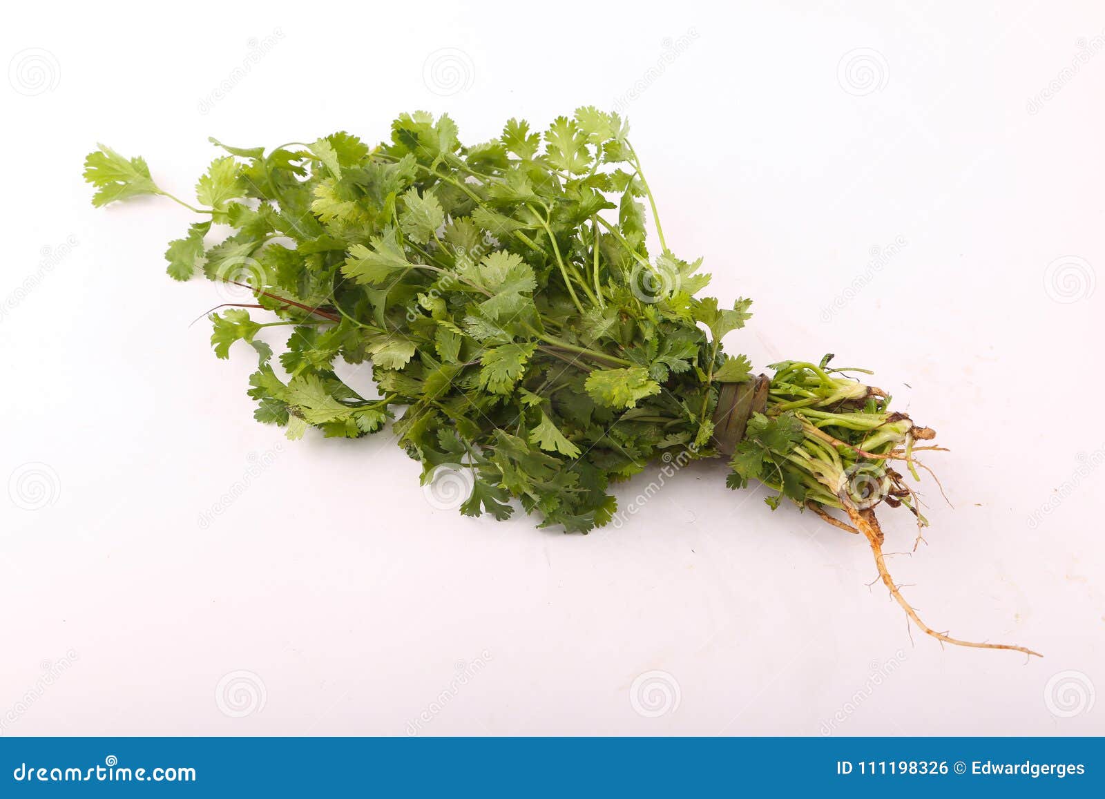 Parsley Pack stock photo. Image of cuisine, healthy - 111198326