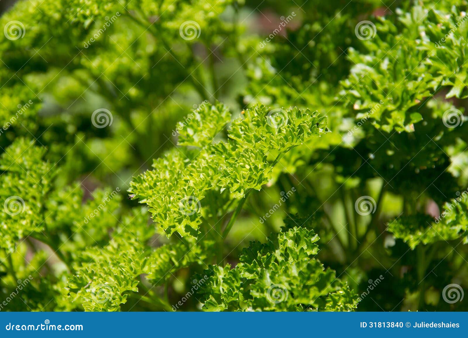 Parsley plant stock photo. Image of green, outdoors, nature - 31813840