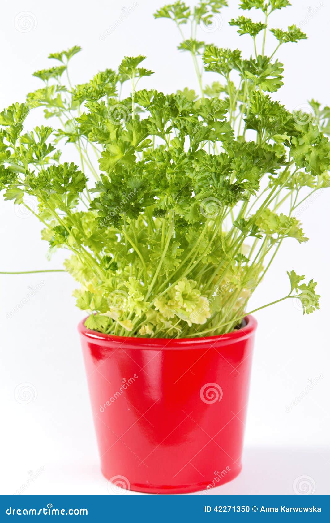 Parsley stock photo. Image of herb, garnish, health, kitchen - 42271350