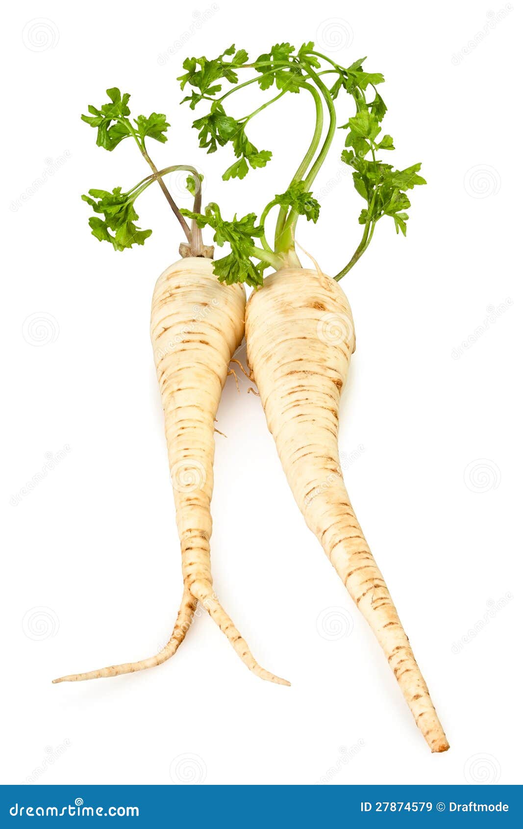 Parsley root stock image. Image of healthy, vegetarian - 27874579