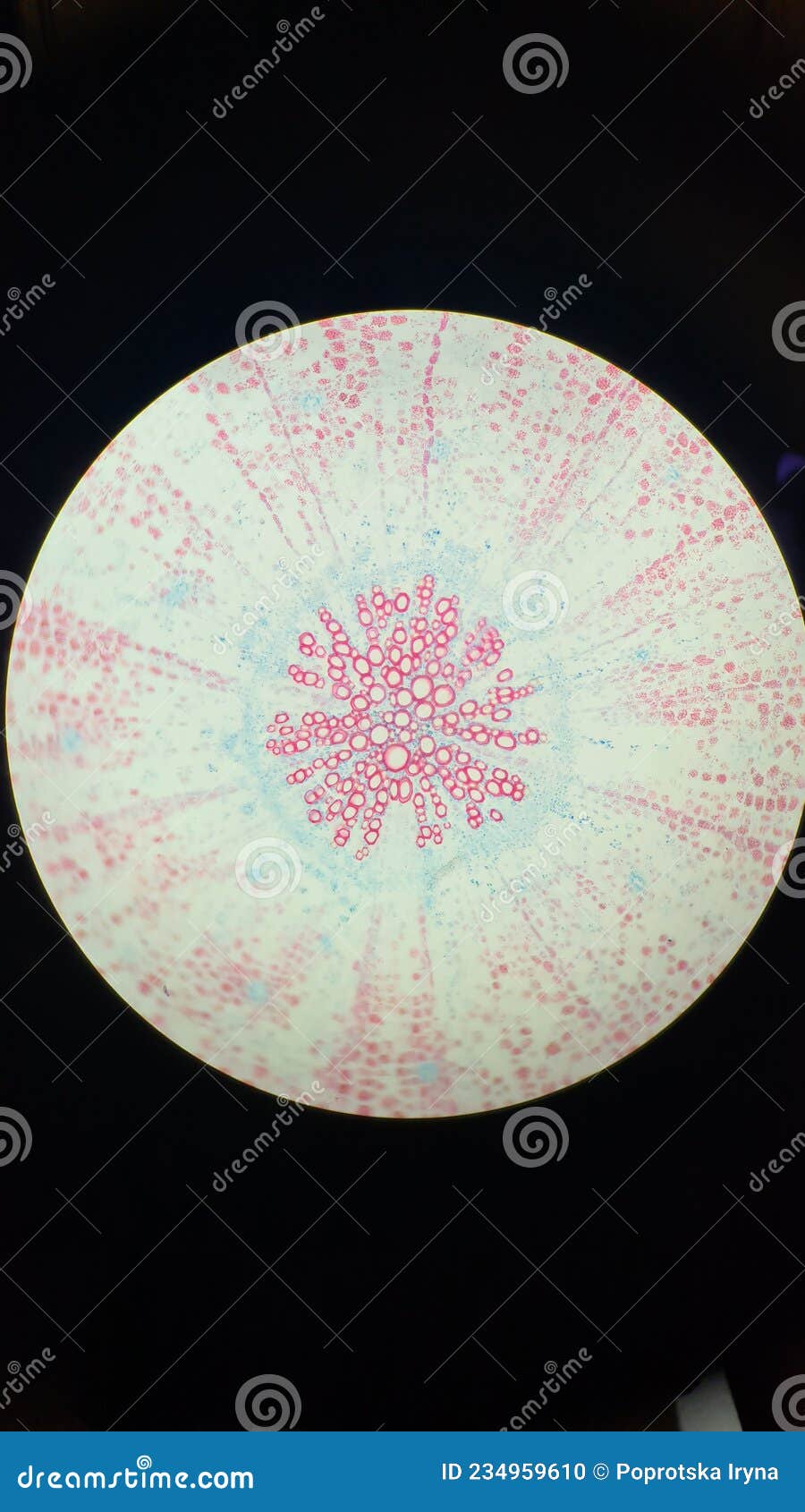 Xylem And Phloem Of Parsley Root Under Microscope Stock Photography ...