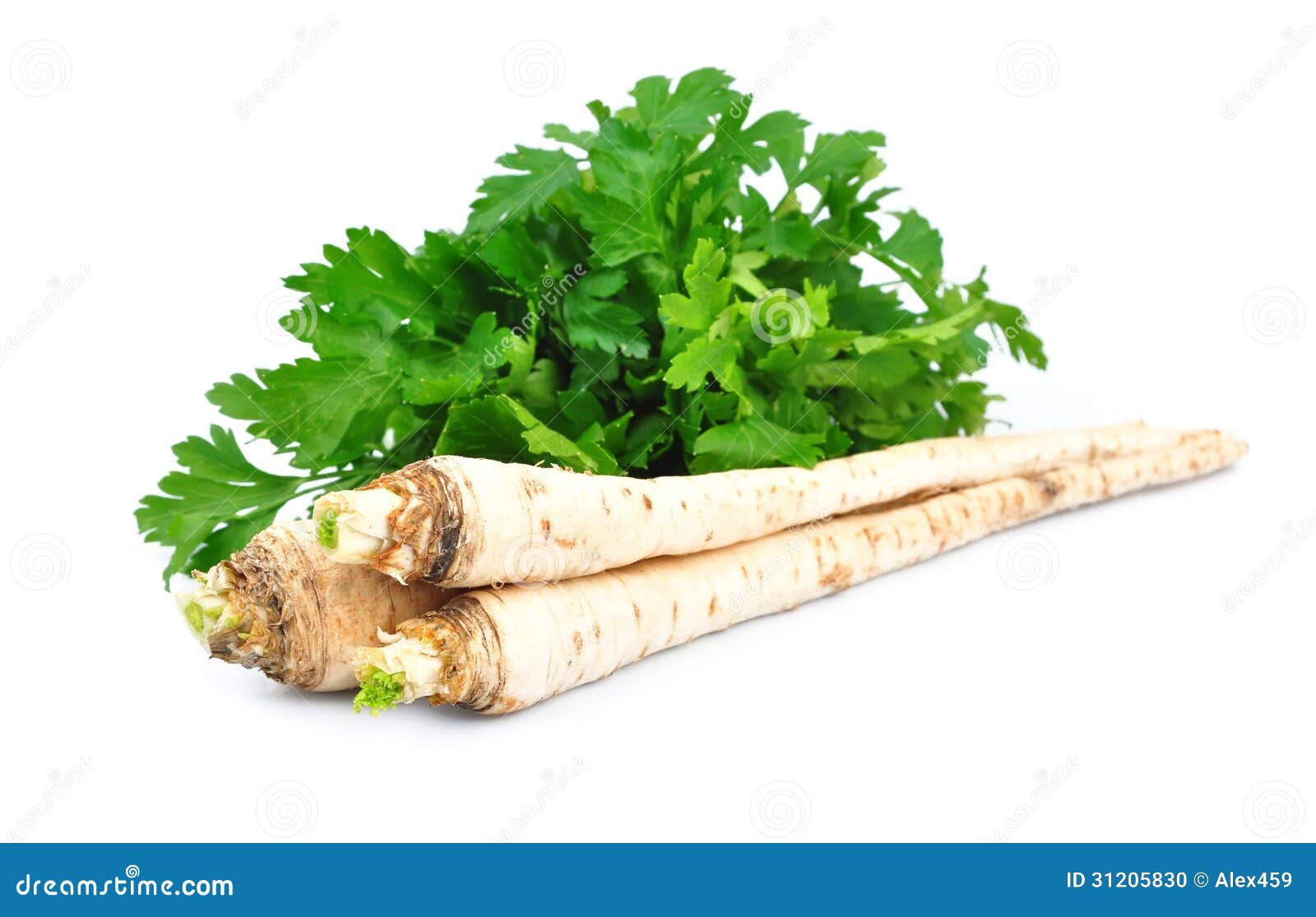 Parsley root stock photo. Image of nutrition, salad, vitamin - 31205830