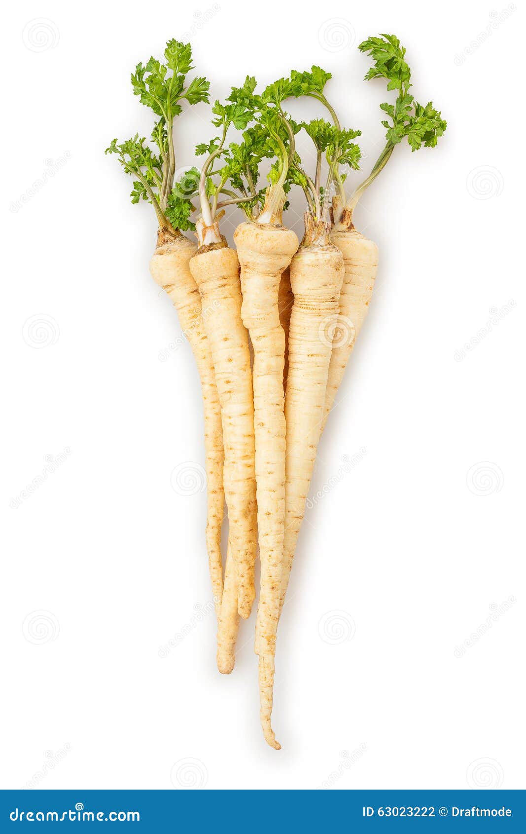 Parsley root stock photo. Image of group, white, yellow - 63023222