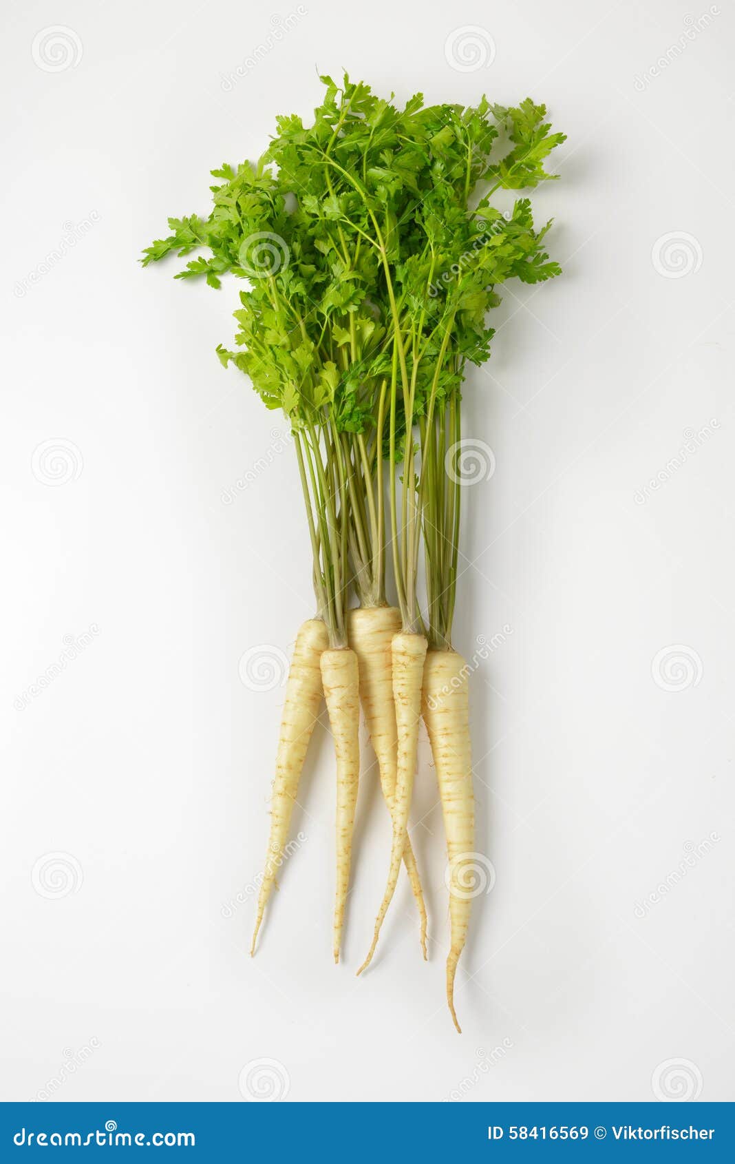 Parsley roots stock image. Image of healthy, food, background - 58416569