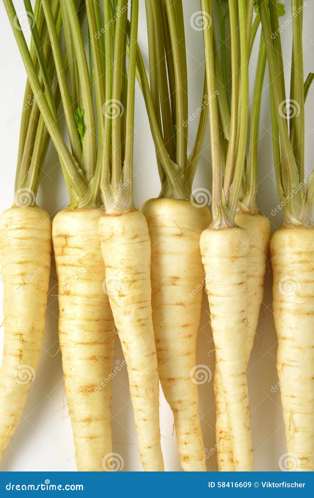 Parsley roots stock image. Image of organic, plant, parsley - 58416609