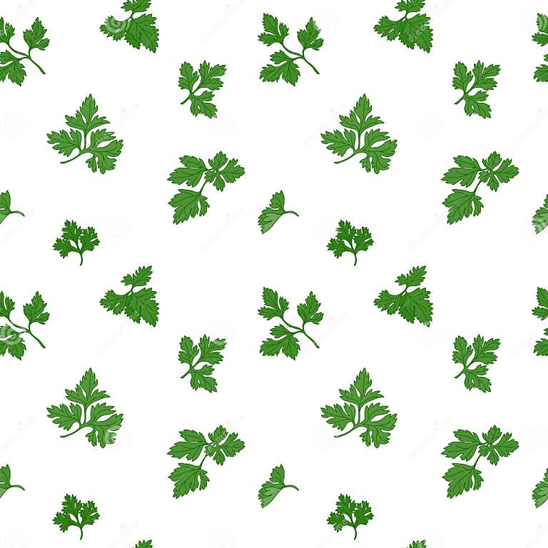 Parsley seamless pattern stock vector. Illustration of greenery - 54951269