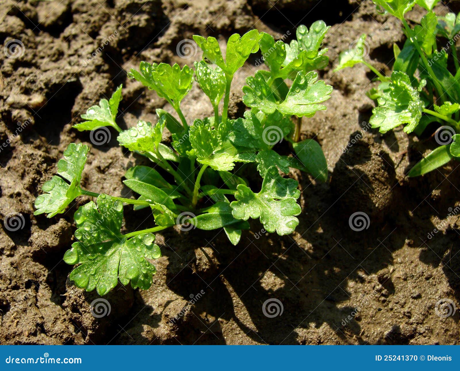 Parsley seedlings stock photo. Image of herb, growing - 25241370
