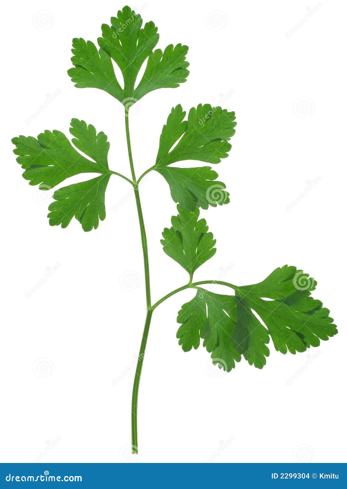 Parsley sprig stock photo. Image of vegetable, bright - 2299304