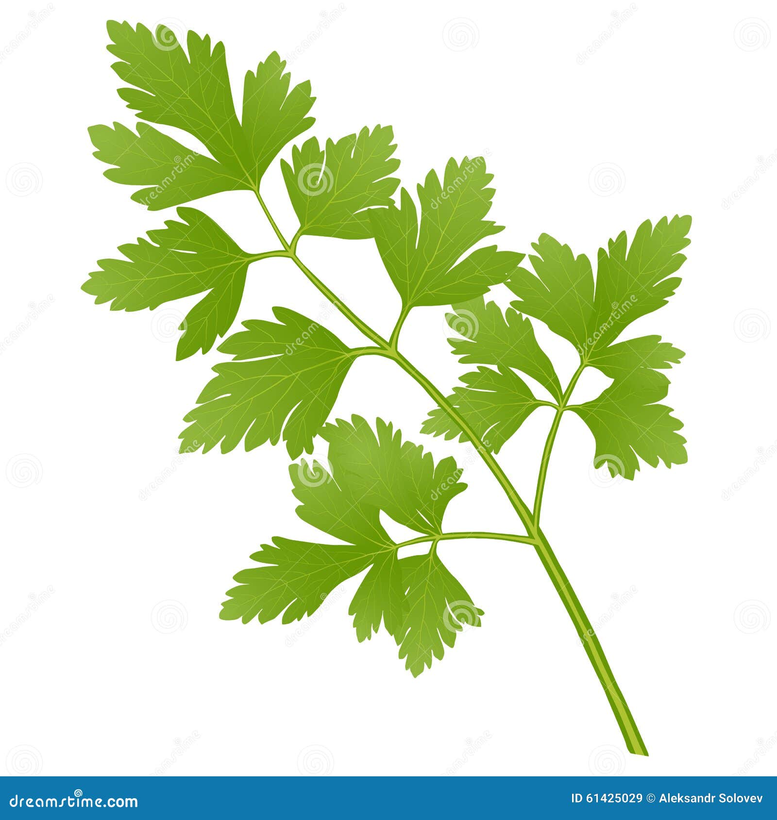 Parsley stock vector. Illustration of freshness, cookery - 61425029
