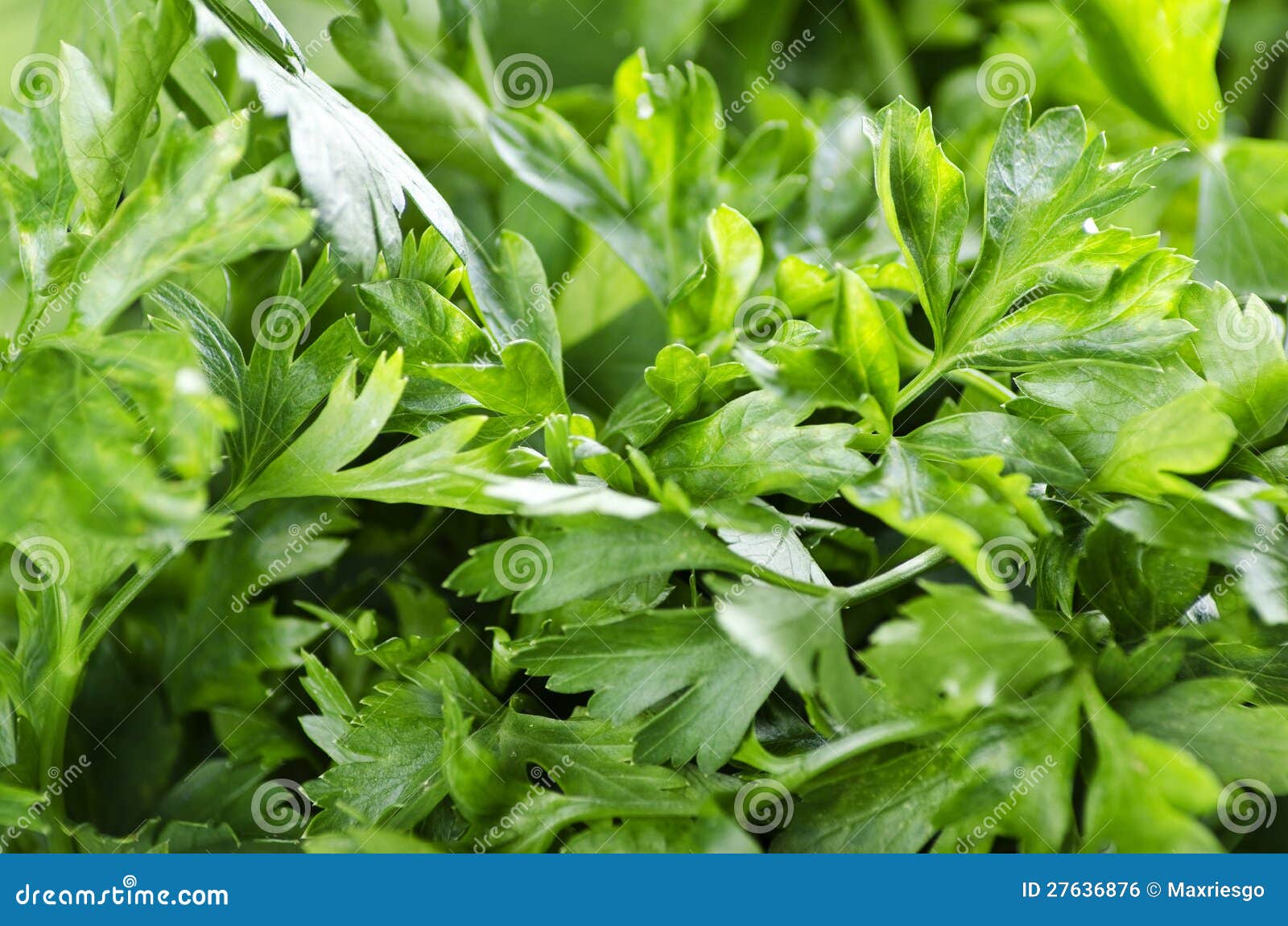 Parsley texture stock photo. Image of cooking, taste - 27636876