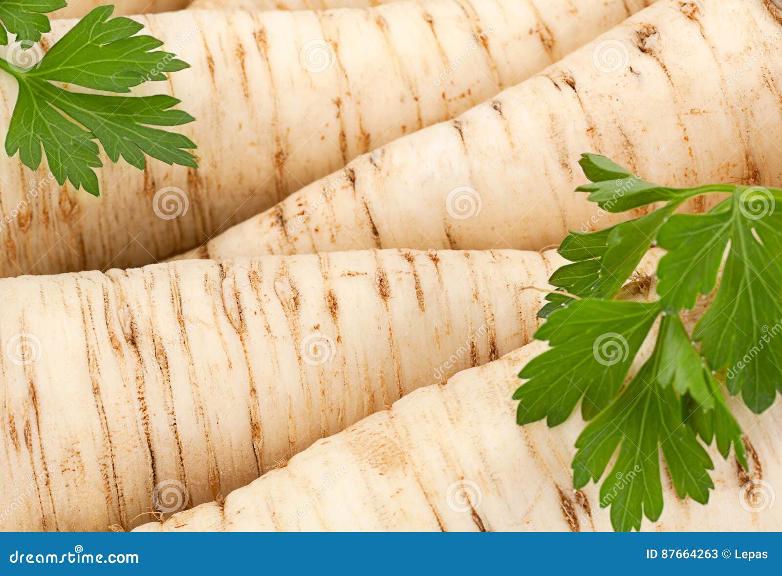 Parsley Vegetable Root Closeup Stock Image - Image of green, ingredient ...