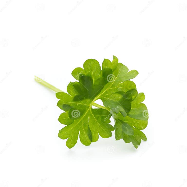 Parsley on the White Background. Stock Photo - Image of plant ...