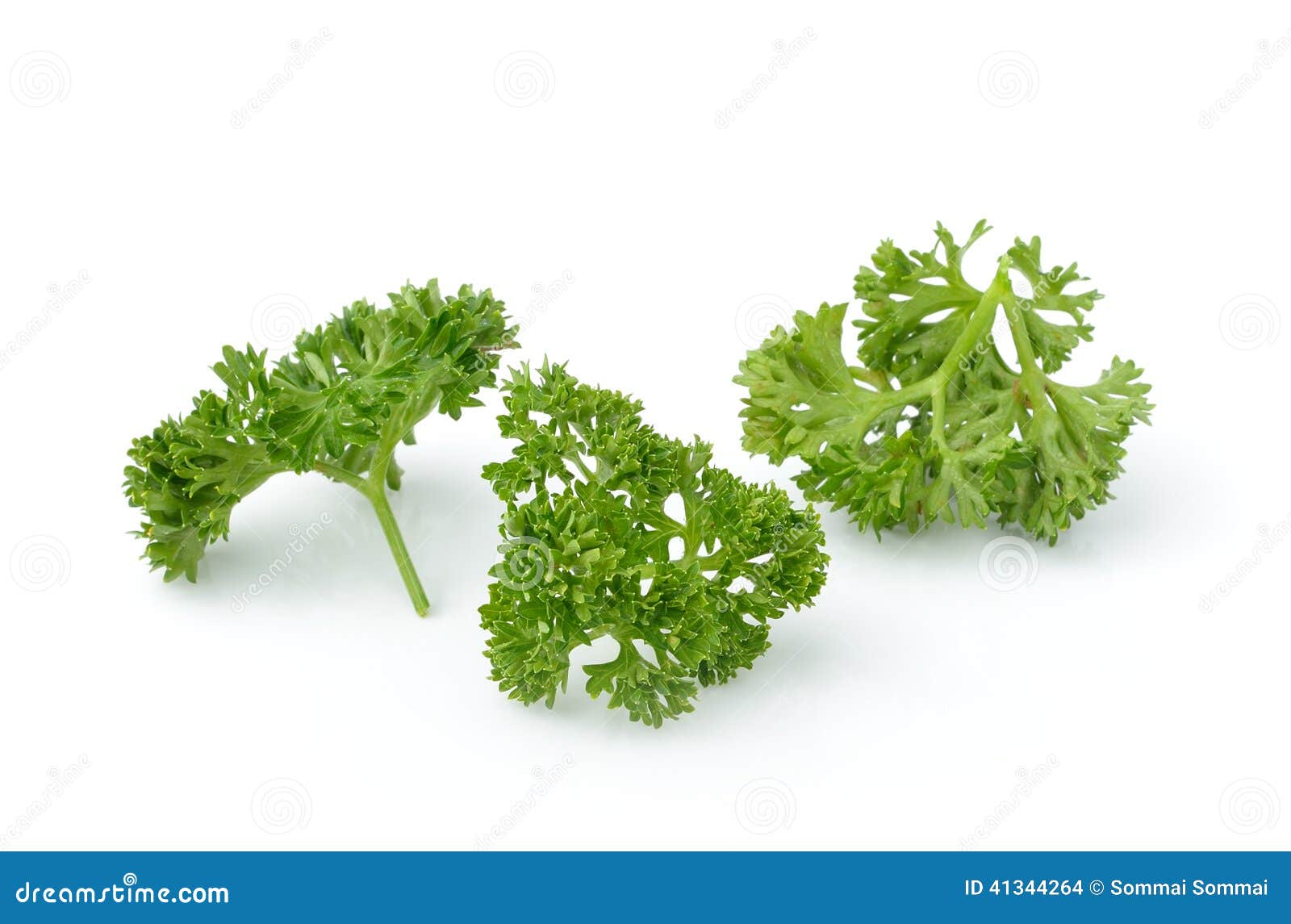 Parsley on White Background Stock Photo - Image of eating, freshness ...