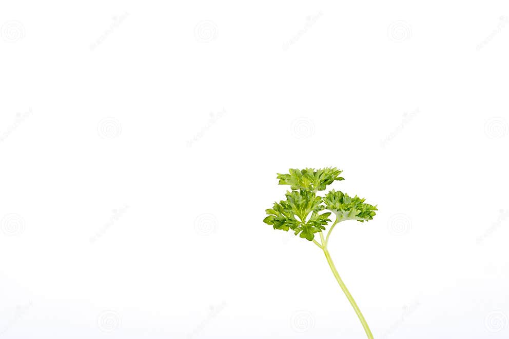 Parsley on a White Background Stock Photo - Image of decorate, herb ...