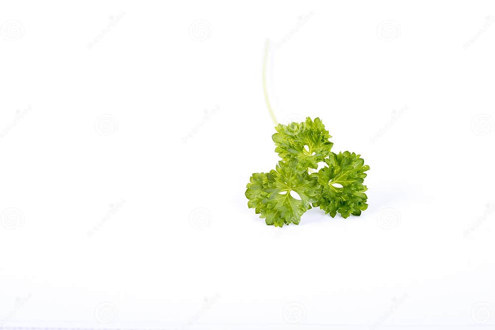 Parsley on a White Background Stock Image - Image of crude, white: 65498935