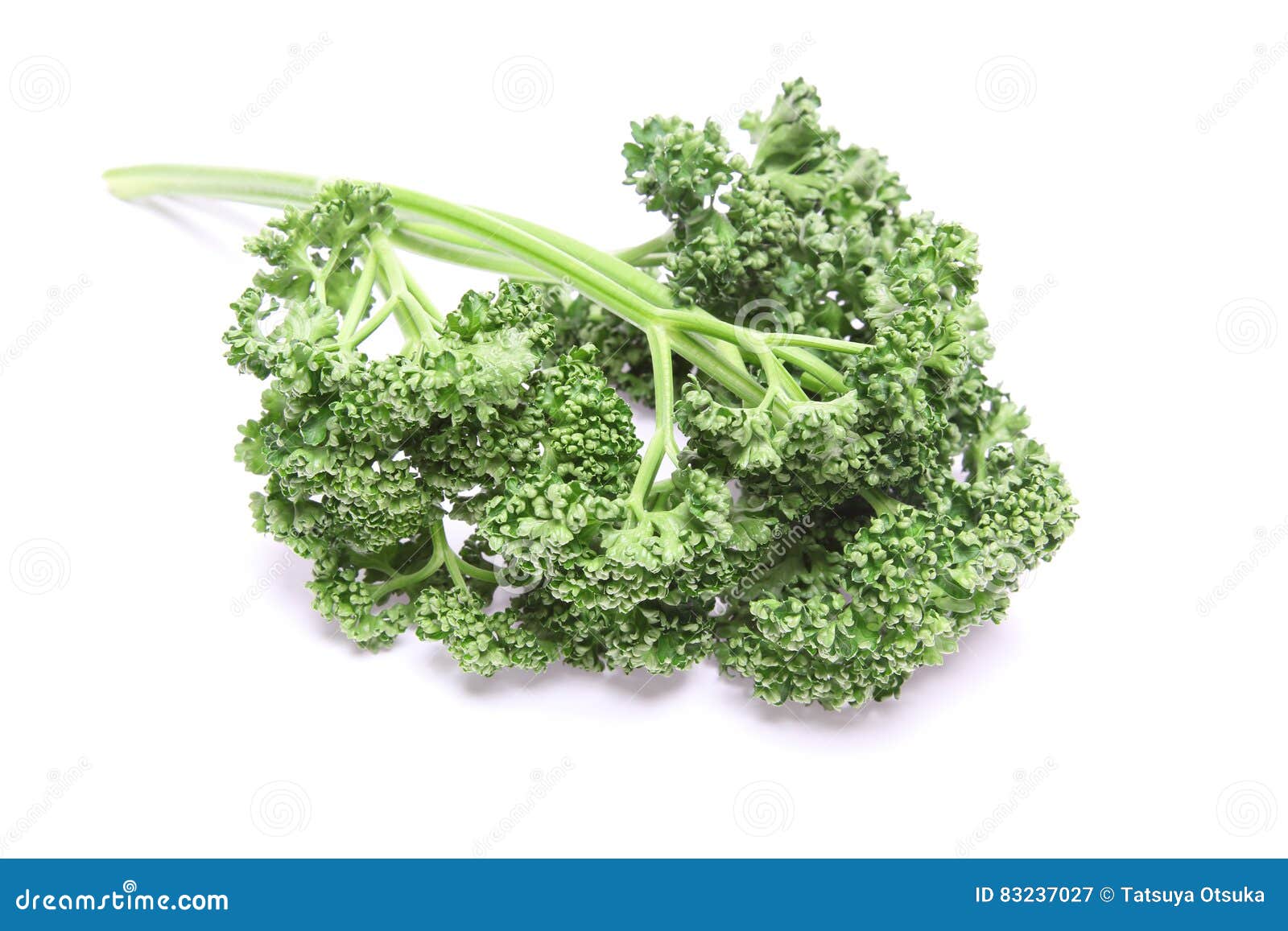 Parsley in a White Background Stock Image - Image of herb, nutrition ...