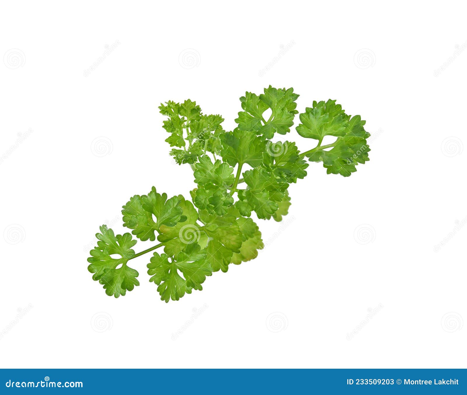 Parsley on White Background. Top View Stock Image - Image of herb ...