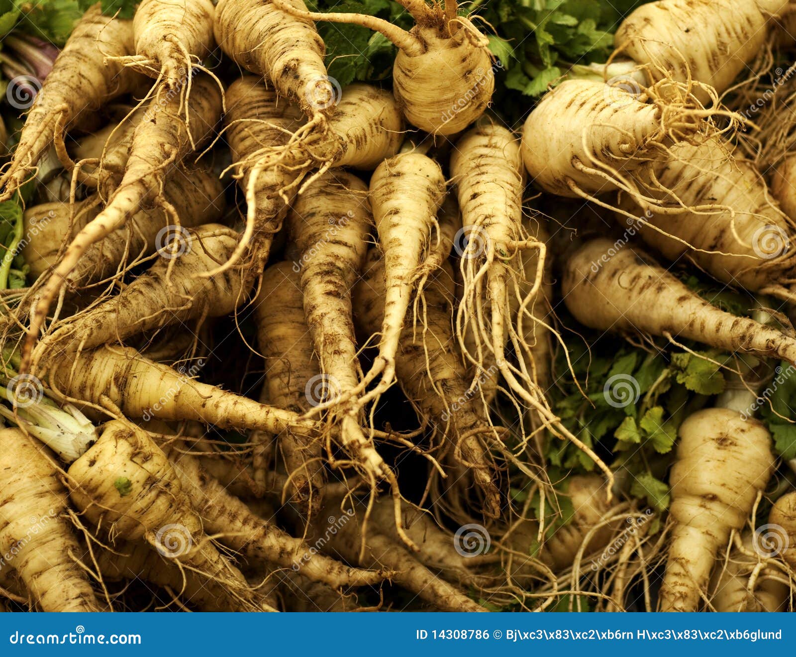 Parsnip stock photo. Image of colorful, healthy, agriculture - 14308786