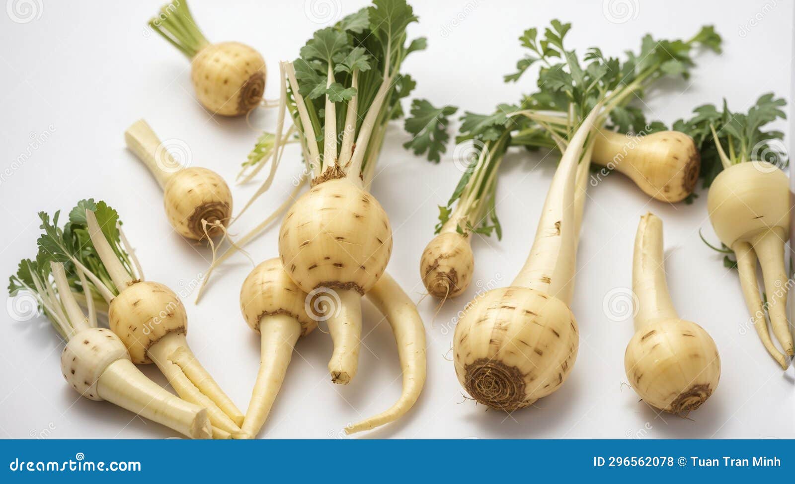 Parsnip , stock photo. Image of tree, agriculture, vegetable - 296562078