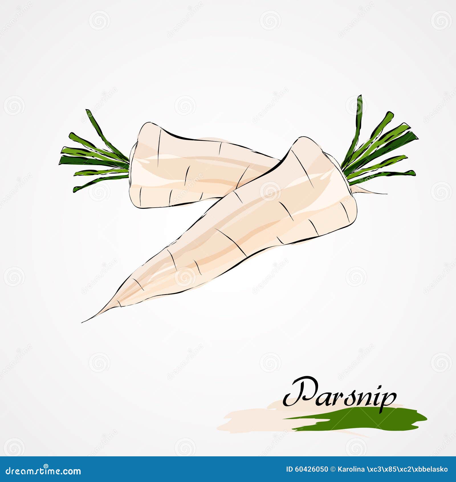 Parsnip stock vector. Illustration of healthy, background - 60426050