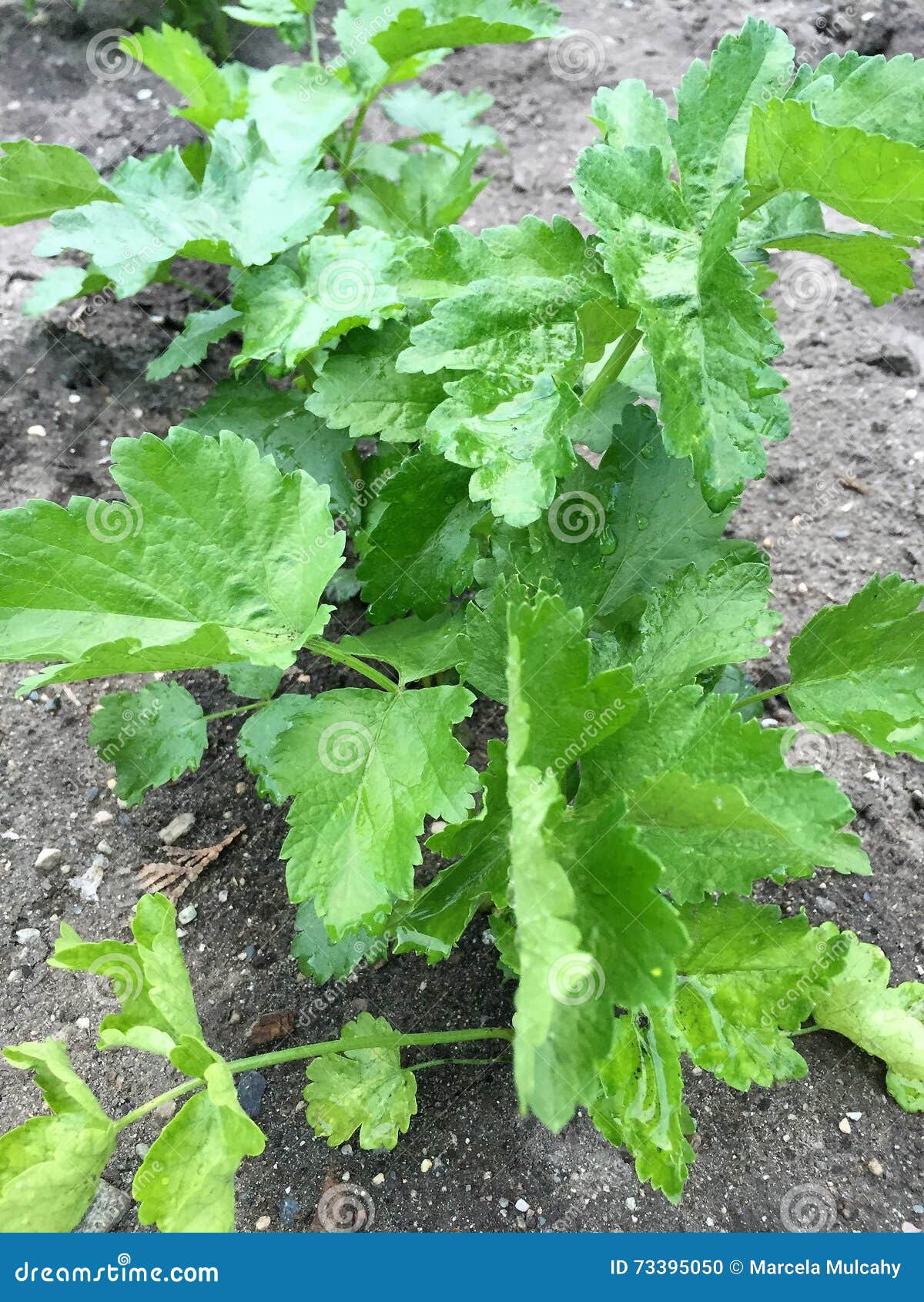 Parsnip plant stock photo. Image of field, growing, parsnip - 73395050