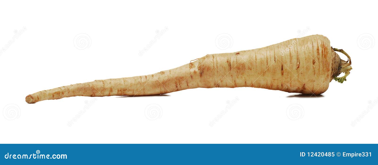 Parsnip root stock image. Image of bulb, isolated, rooted - 12420485