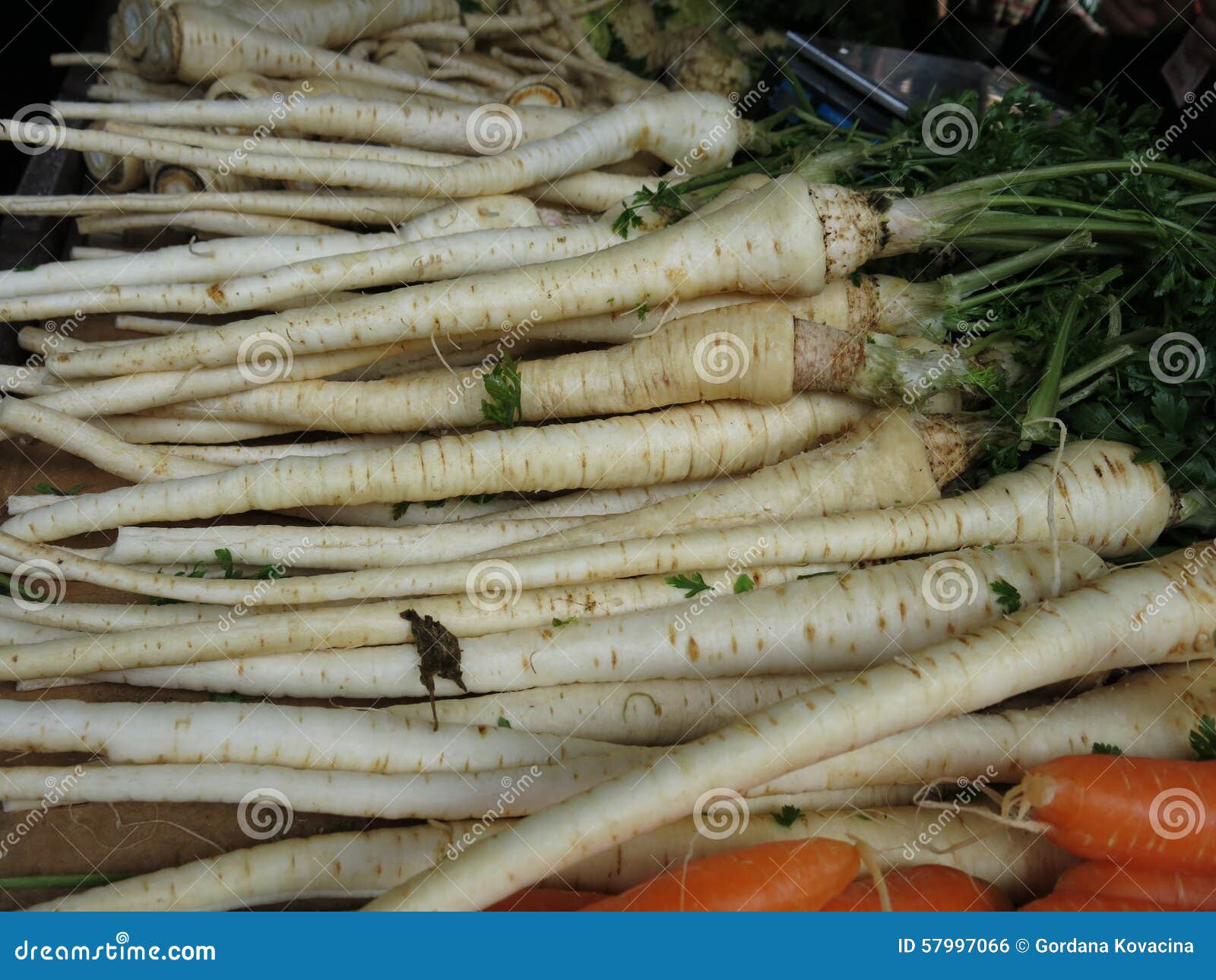 Parsnip stock photo. Image of summer, root, healthy, minerals - 57997066