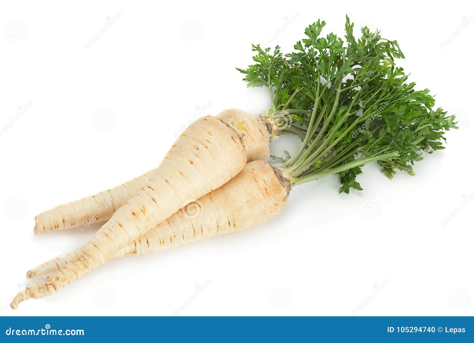Parsnip root with leaf stock photo. Image of closeup - 105294740 Parsnip root with leaf stock photo. Image of closeup - 105294740