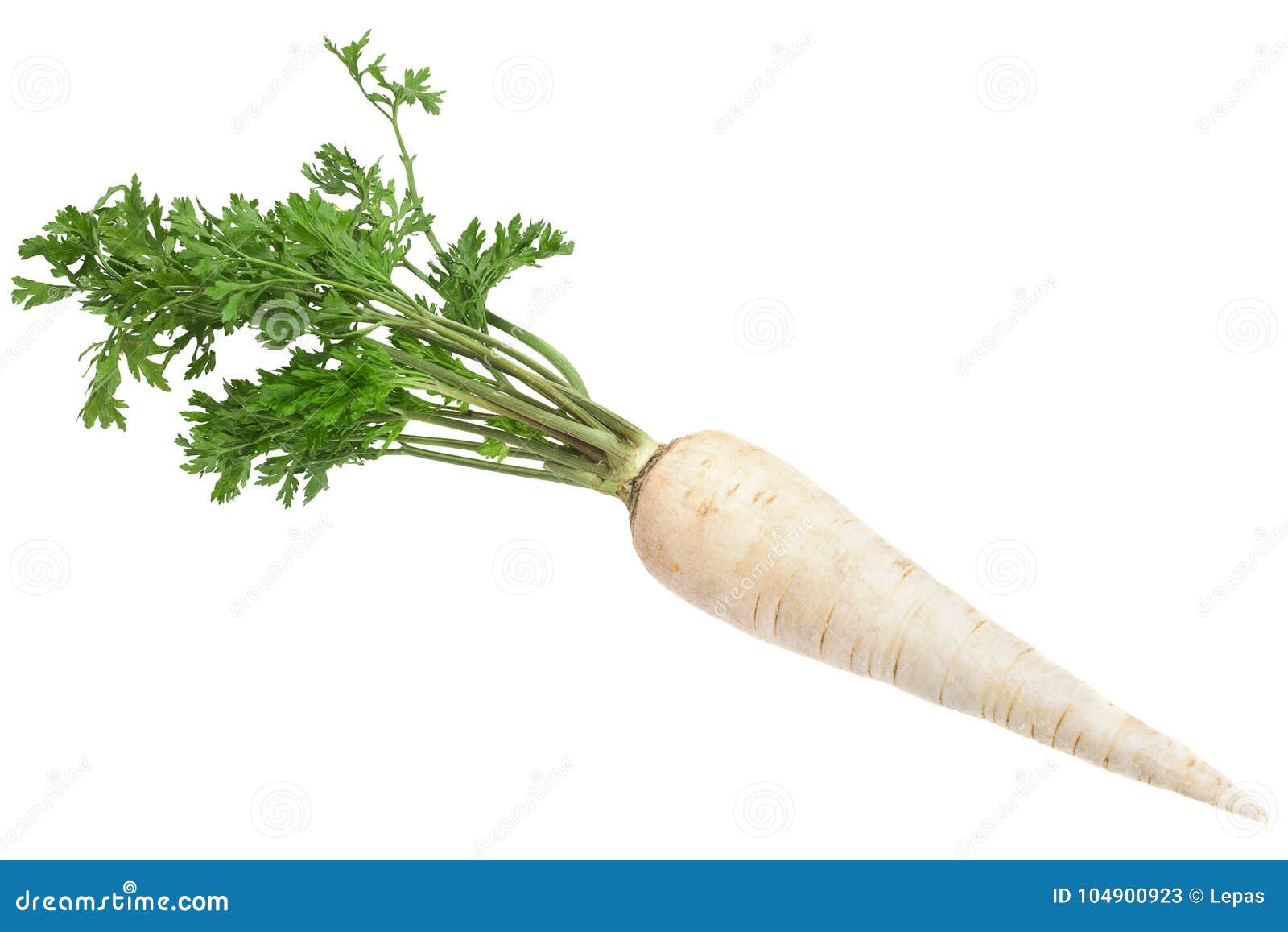 Parsnip Root With Leaf Stock Photography | CartoonDealer.com #105294740