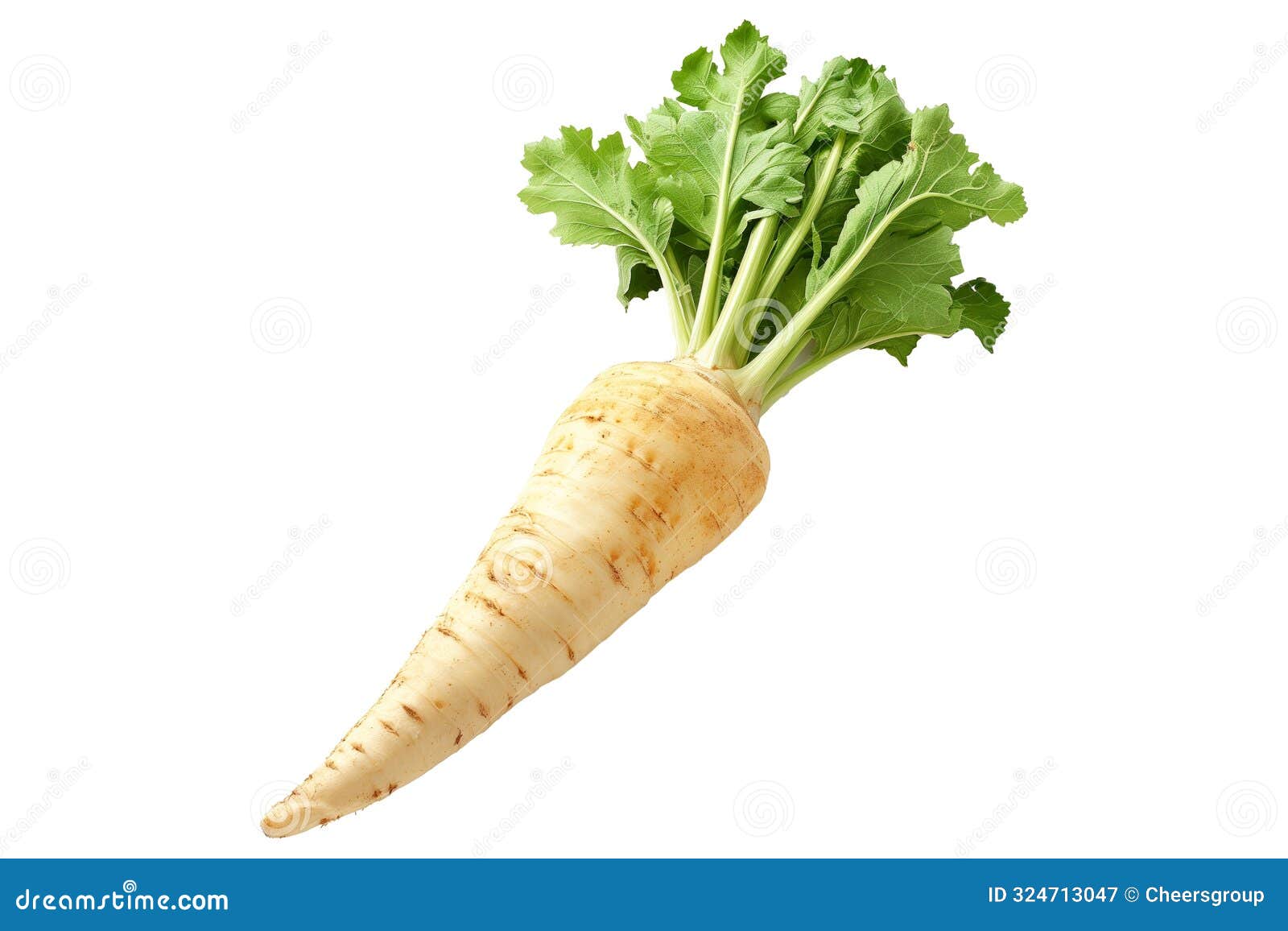 Parsnip Root Vegetable Isolated on a White Background Stock Image ...