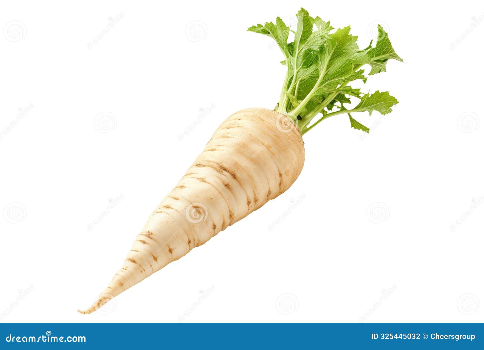 Parsnip Root Vegetable Isolated on a White Background Stock Photo ...
