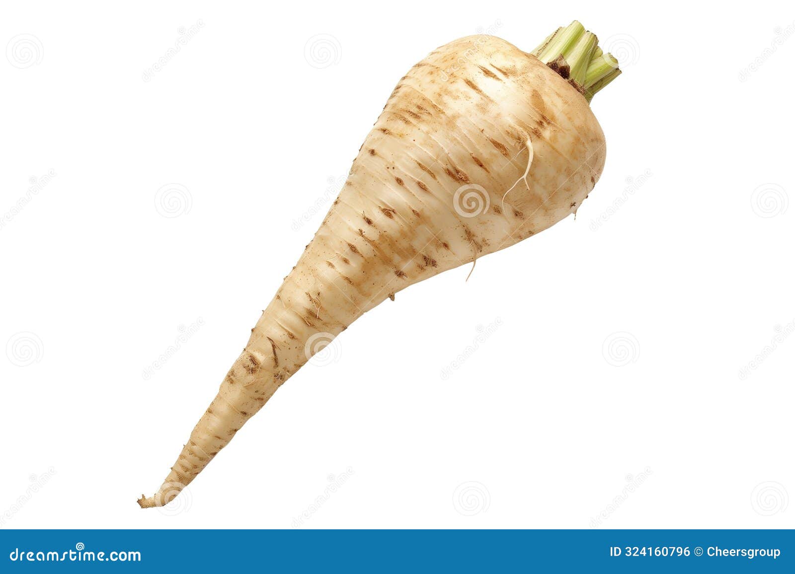 Parsnip Root Vegetable Isolated on a White Background Stock Photo ...