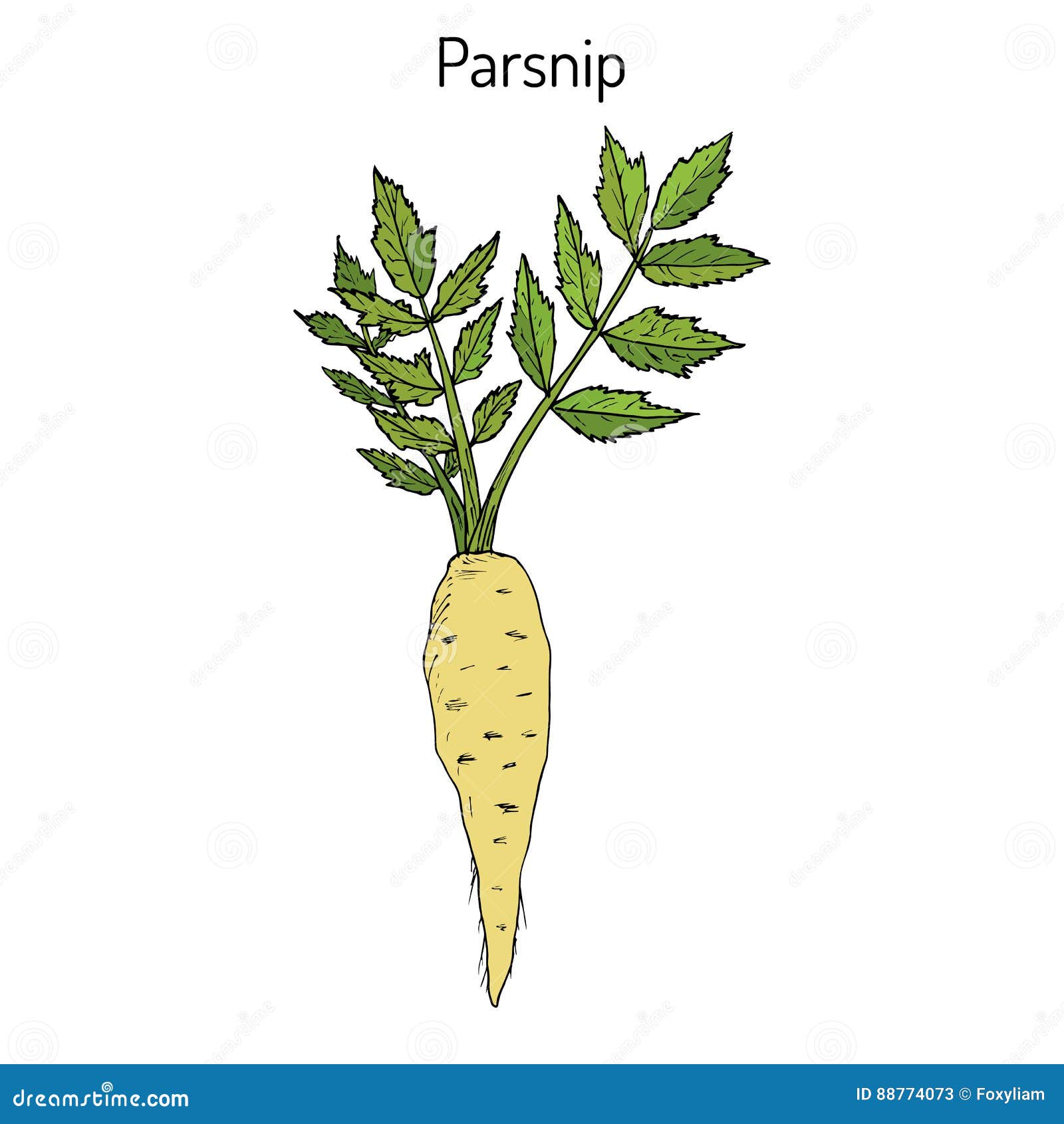 Parsnip, root vegetable stock vector. Illustration of fresh - 88774073