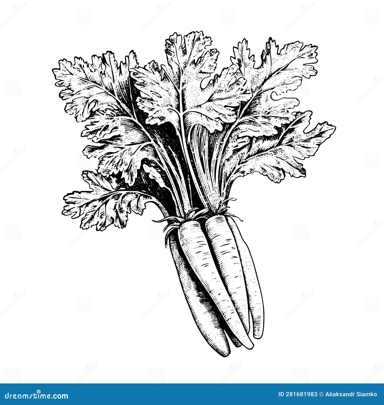 Parsnip Vector Drawing. Isolated Hand Drawn, Engraved Style ...