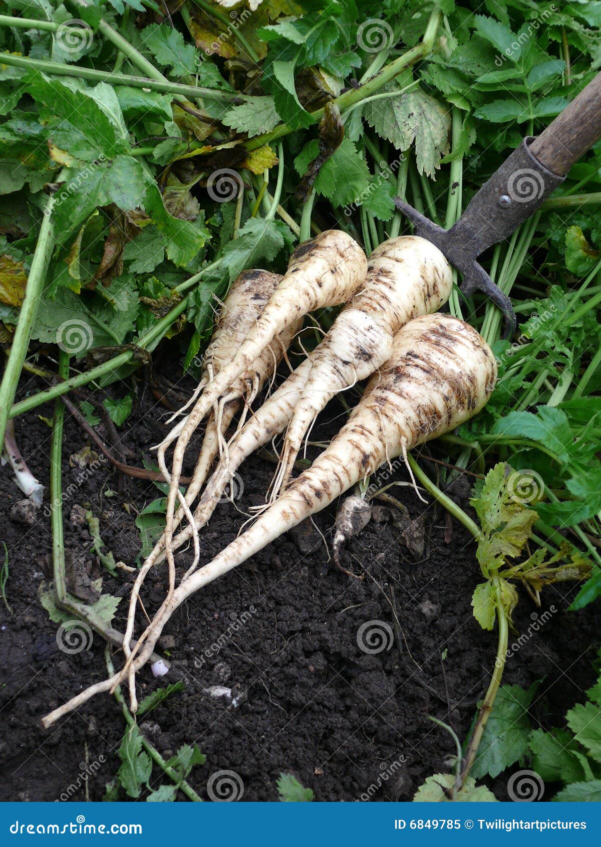 Parsnips stock image. Image of healthy, moorland, agriculture - 6849785