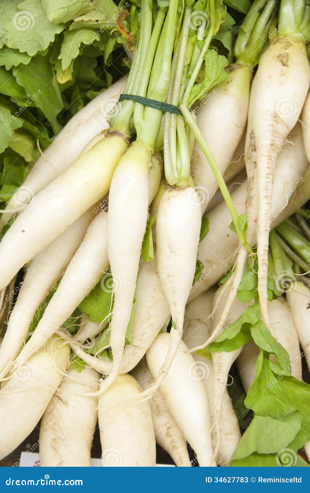 Parsnips stock image. Image of vegetable, fresh, picked - 34627783