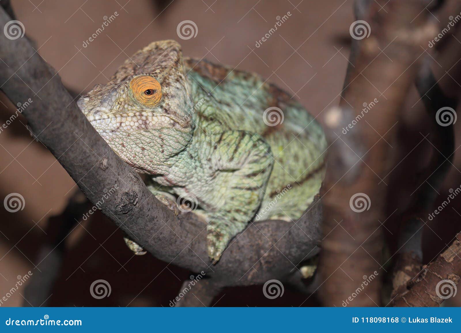 Parson chameleon stock photo. Image of madagascar, parson - 118098168