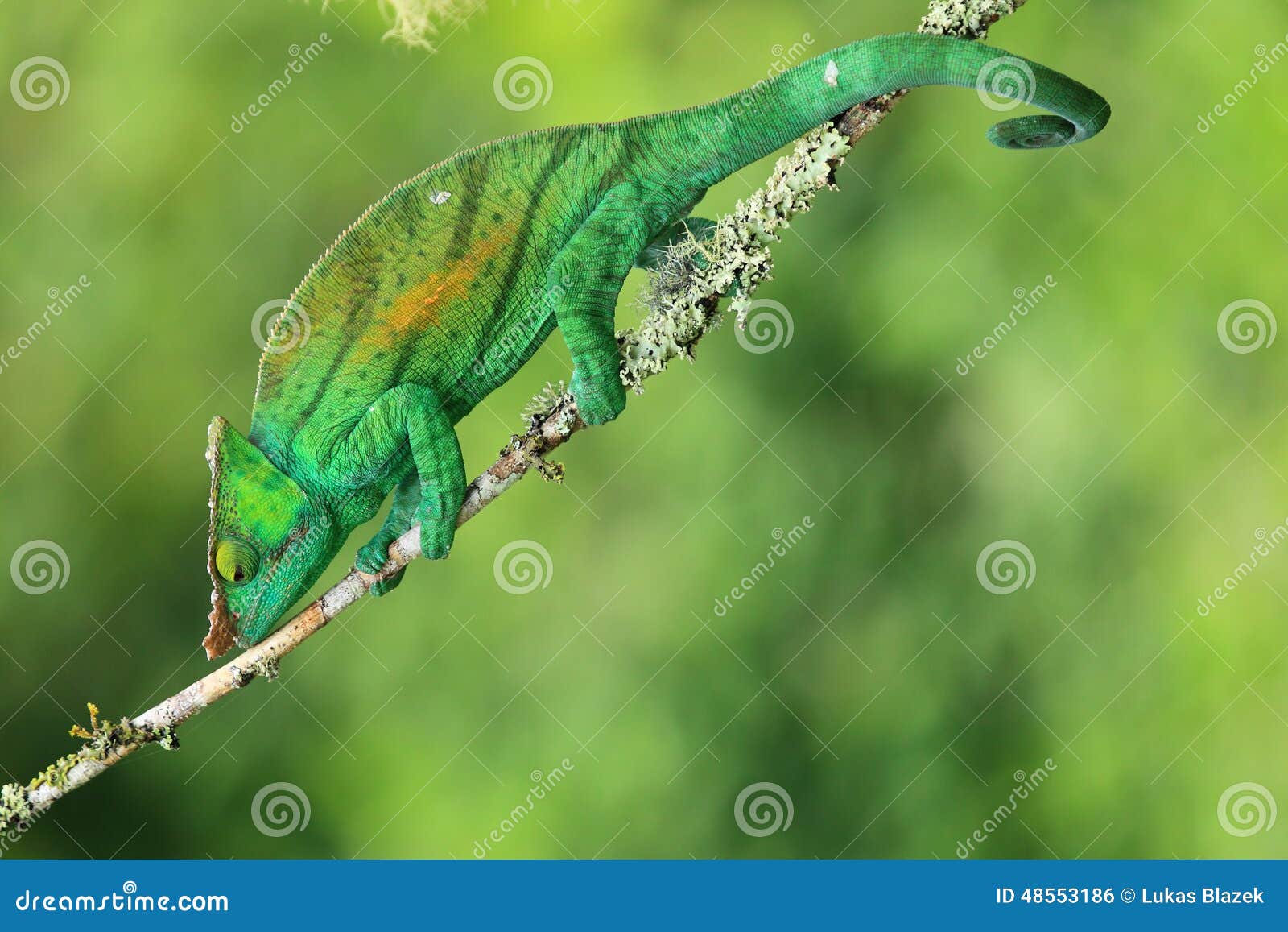 Parson chameleon stock photo. Image of endemic, parson - 48553186