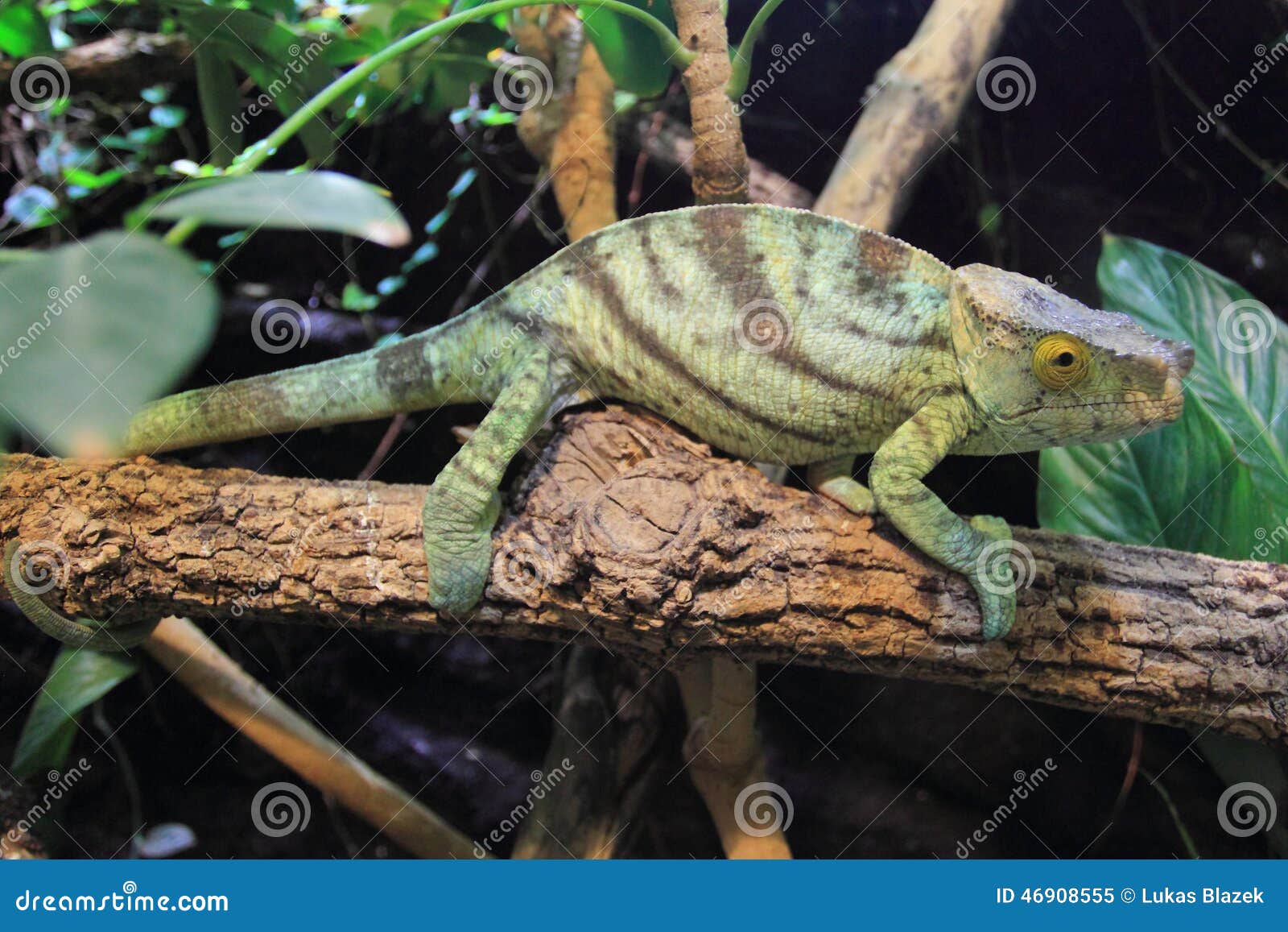 Parson chameleon stock image. Image of madagascar, tree - 46908555
