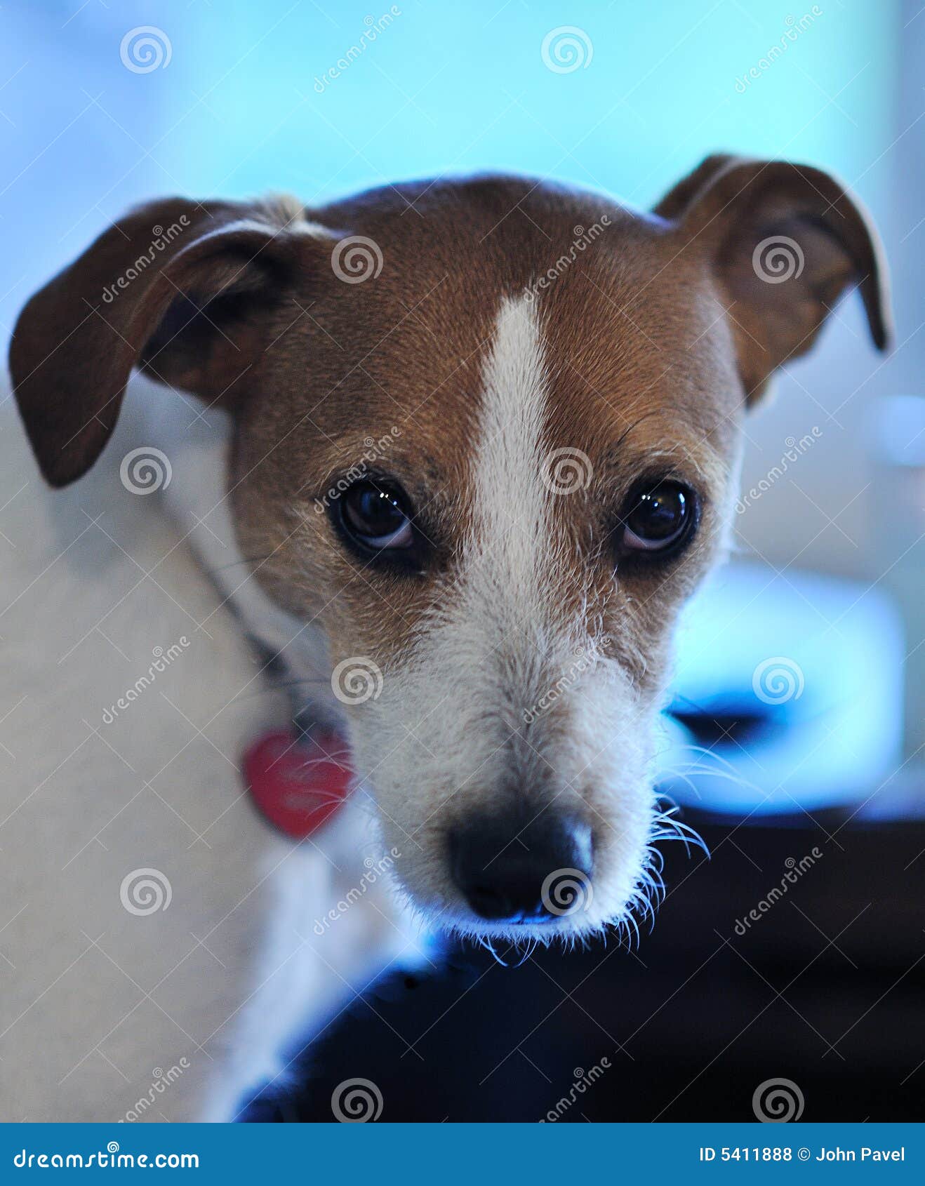 Parson Jack Russell Portrait Stock Photo - Image of parson, animal: 5411888