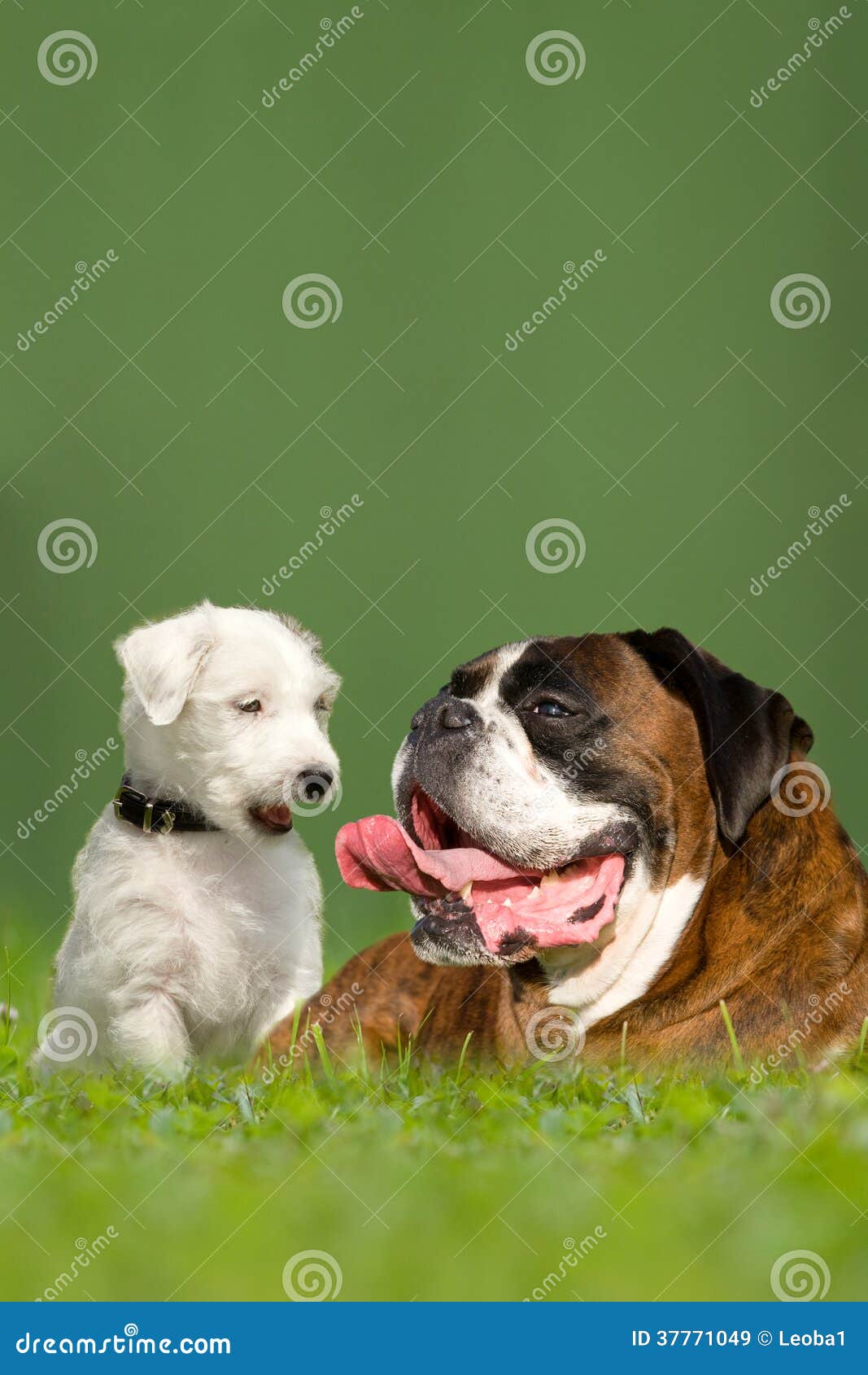 Parson Jack Russell Terrier and German Boxer Stock Image - Image of ...