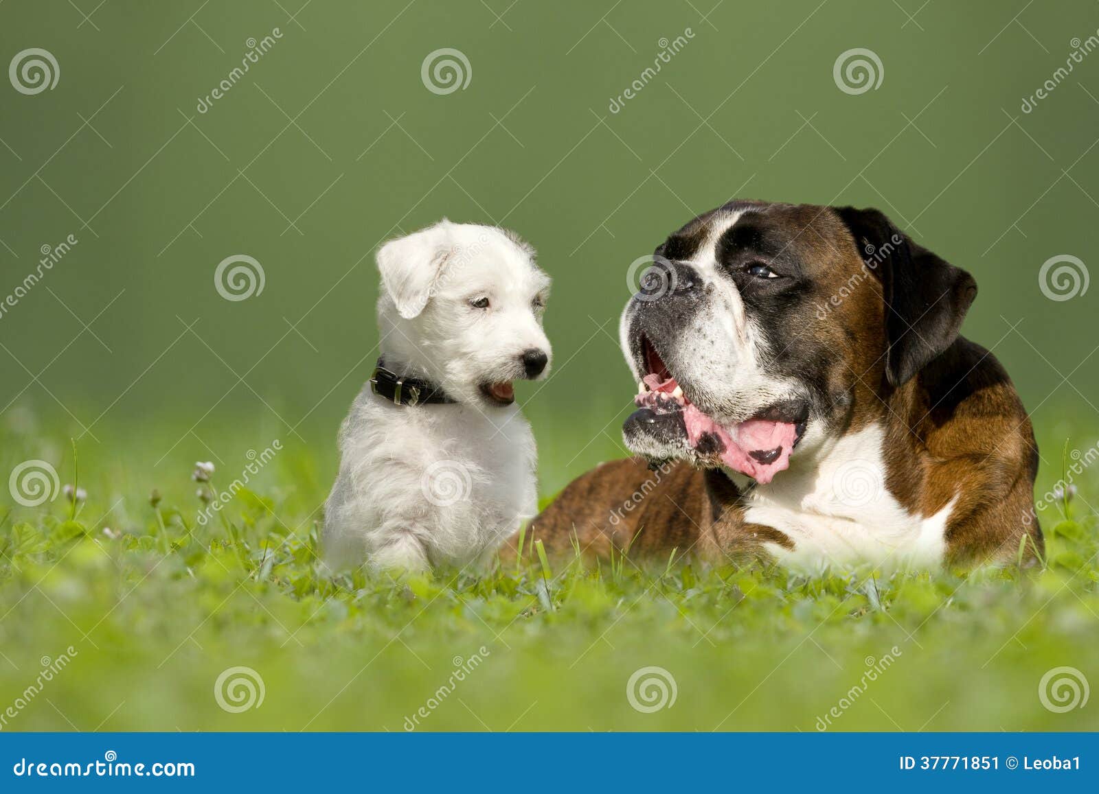 Parson Jack Russell Terrier and German Boxer Stock Image - Image of ...